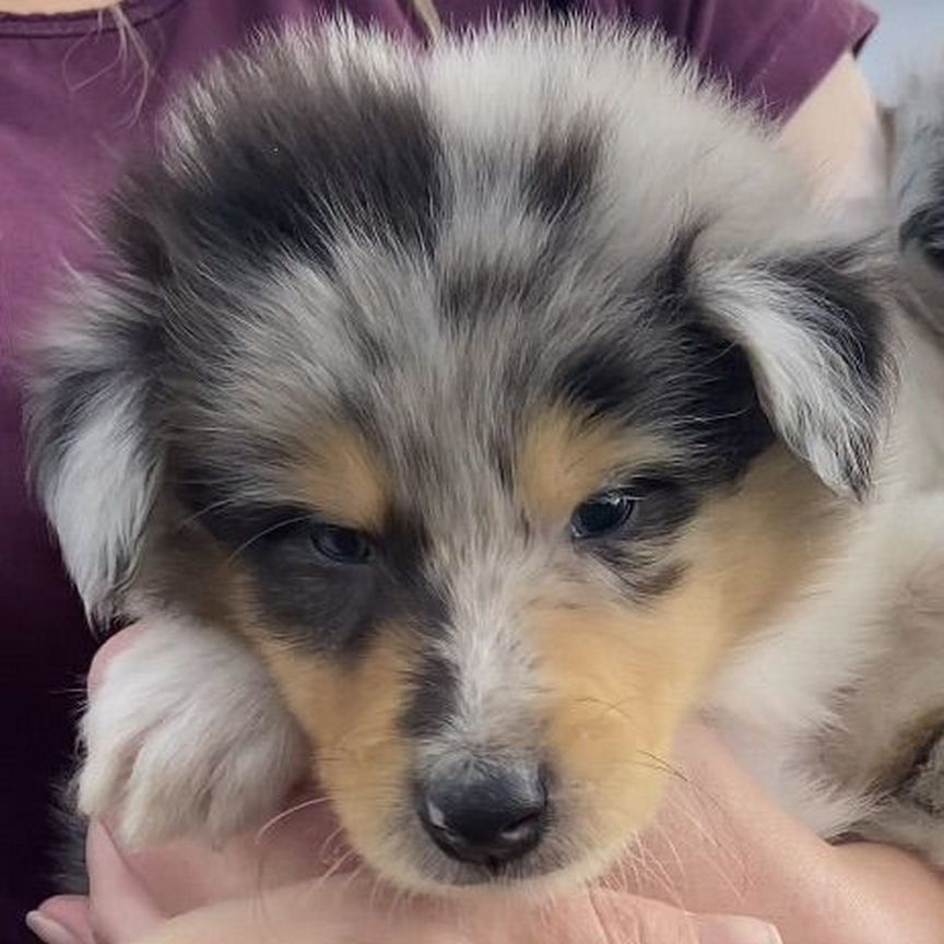 Щенки колли