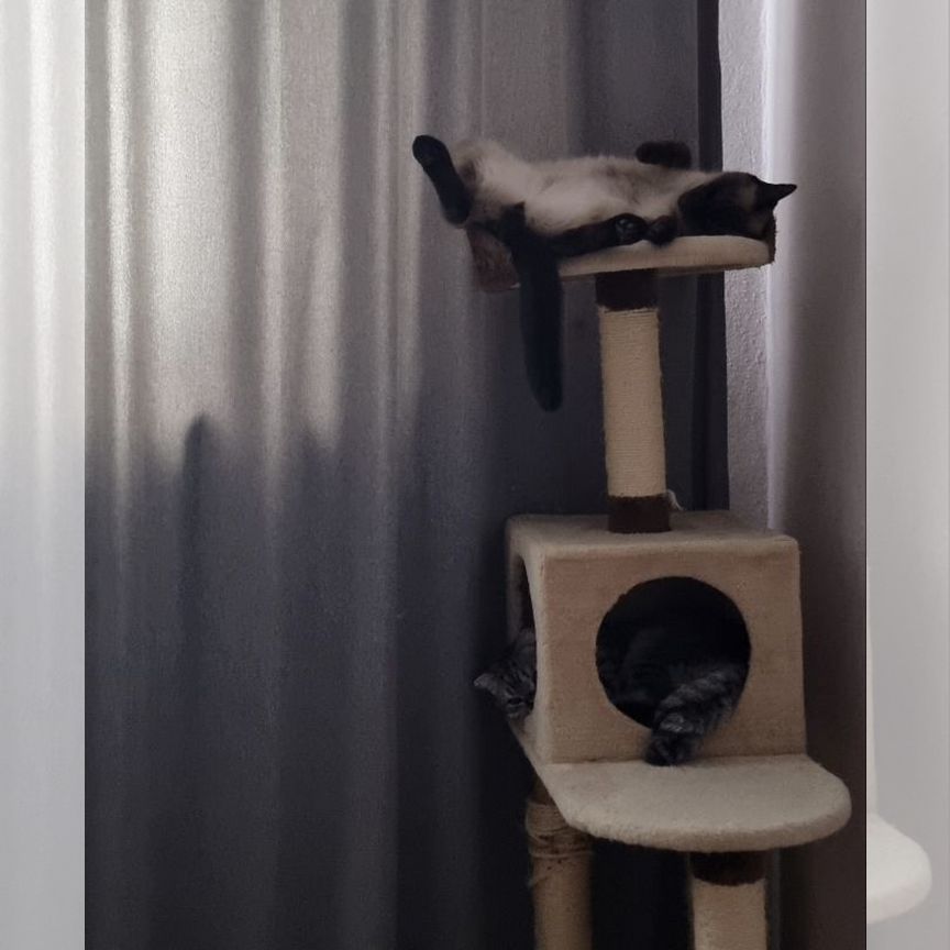 Домик лежанка для кошки