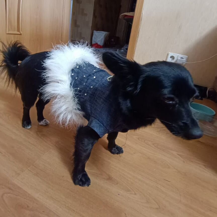 Платье для собак мелких пород