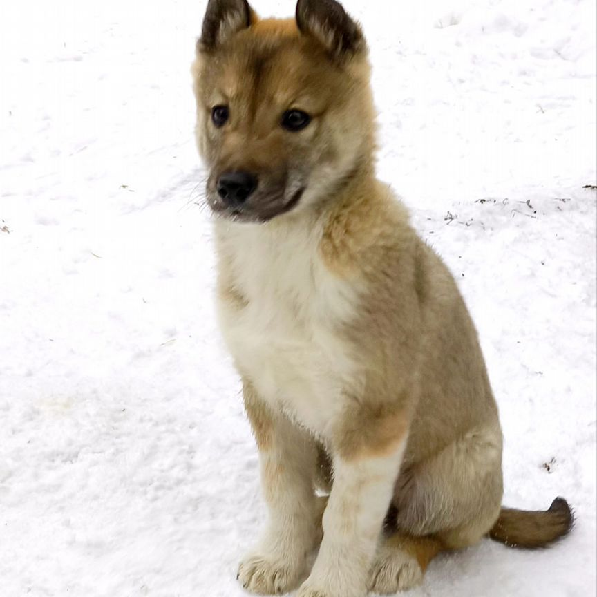 Западно сибирская лайка