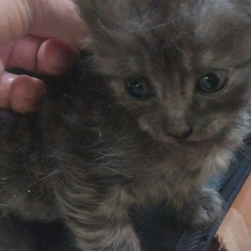 Котенок