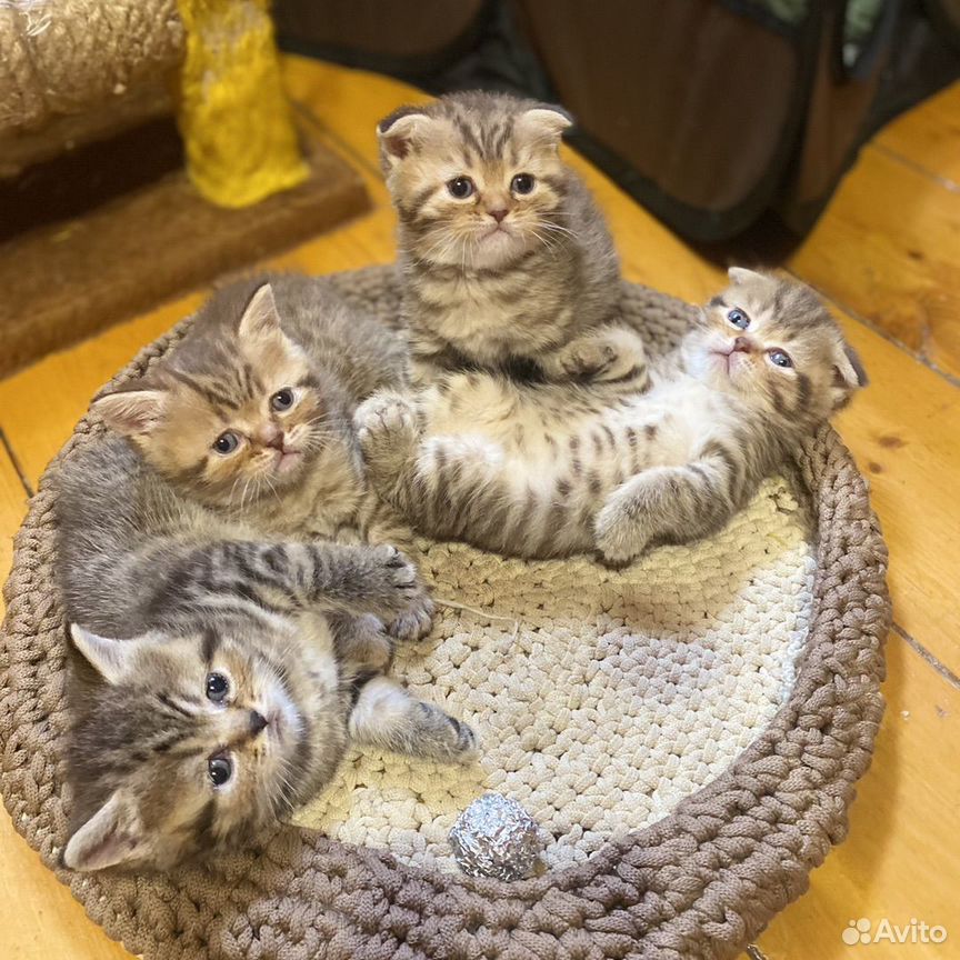 Шотландские вислоухие котята