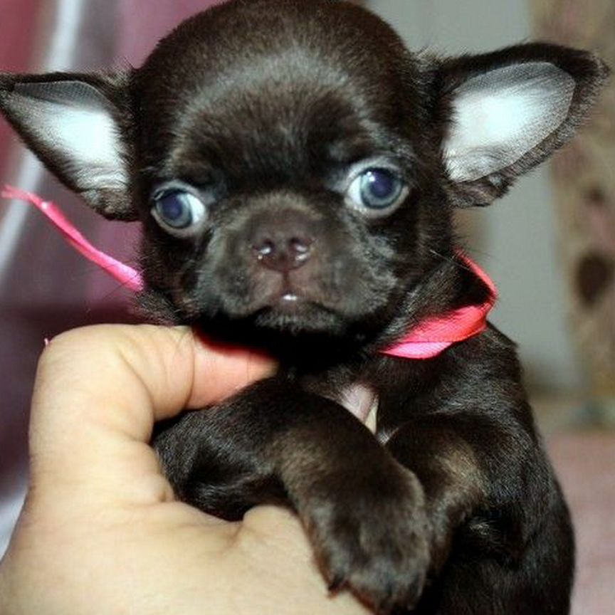 Чихуахуа красивые, курносенькие щенки