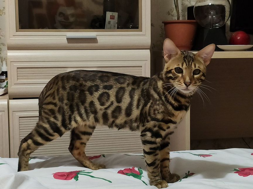 Потерялся кот Бенгальской породы, 3 года