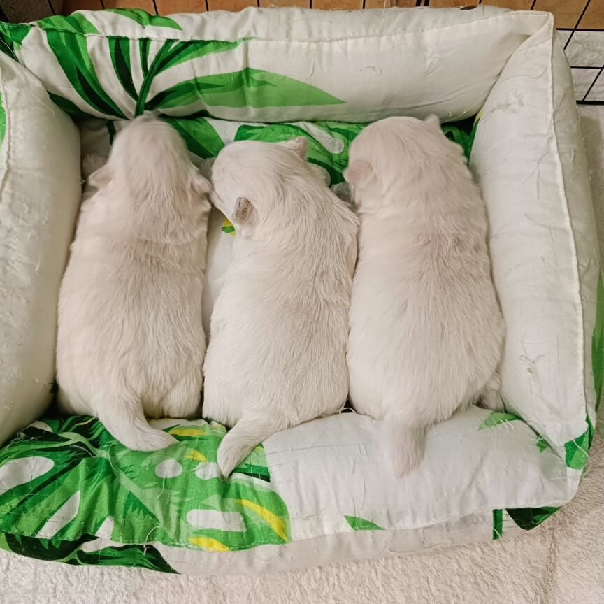 Щенки вест хайленд вайт терьер