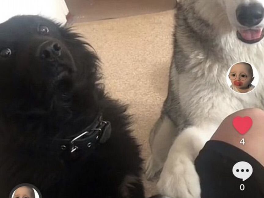 Собака хаски молодая отдам в хорошие руки