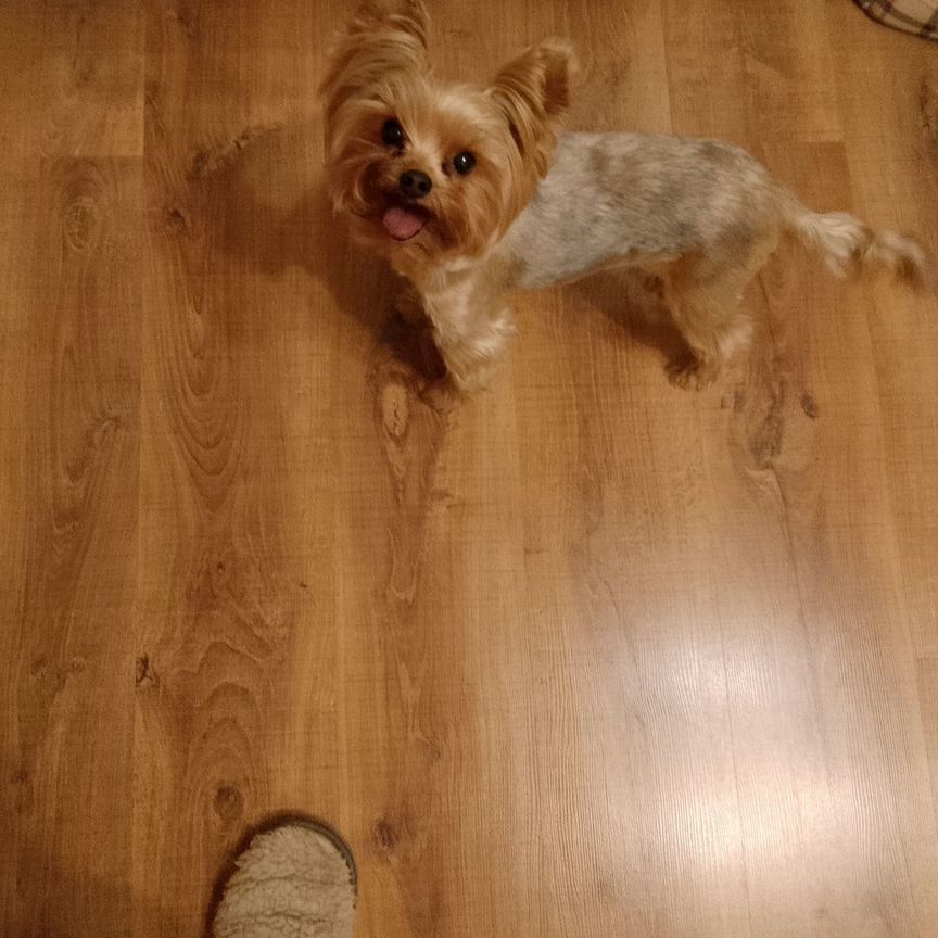 Мальчик йоркширский терьер