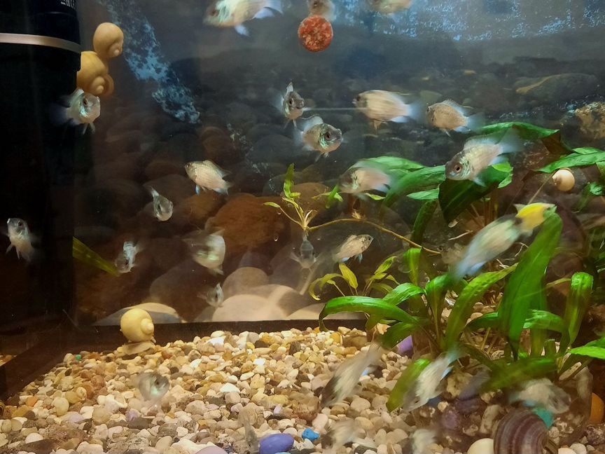 Нанокары Неон Блю