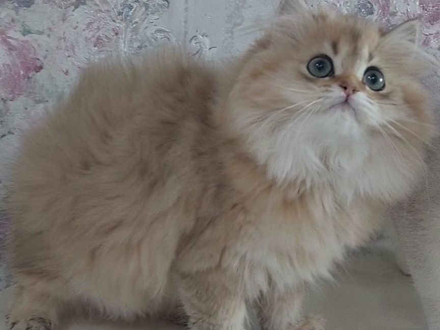Британские котята, золотая шиншиллла, мальчик