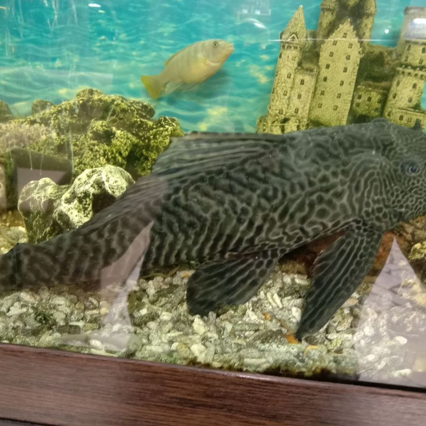 Рыбонька Анциструс