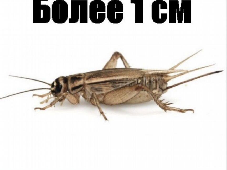 Кормовые насекомые