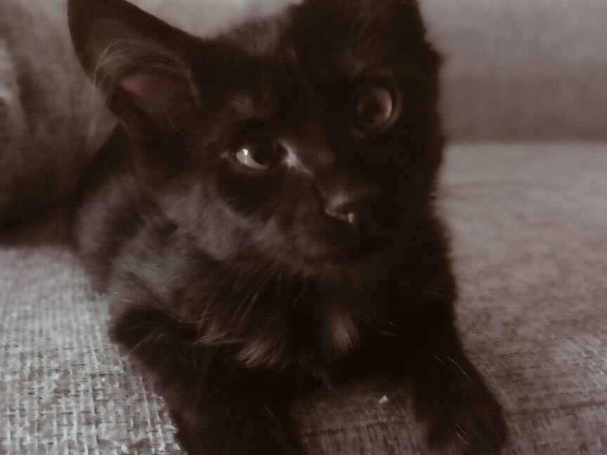 Котенок в дар