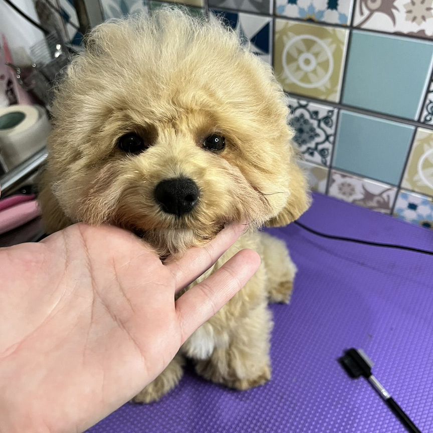 Бишопу девочка