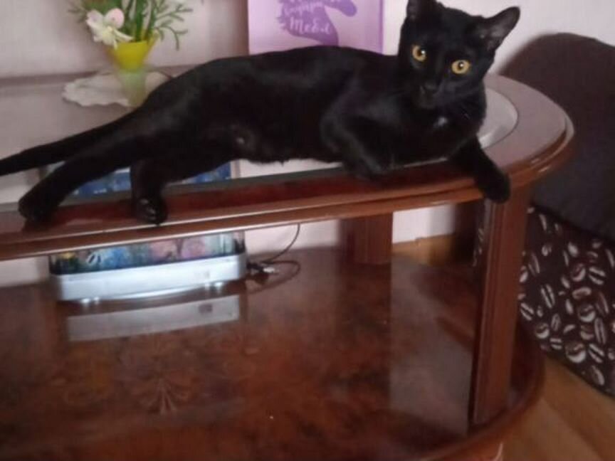 Кошечка в добрые руки