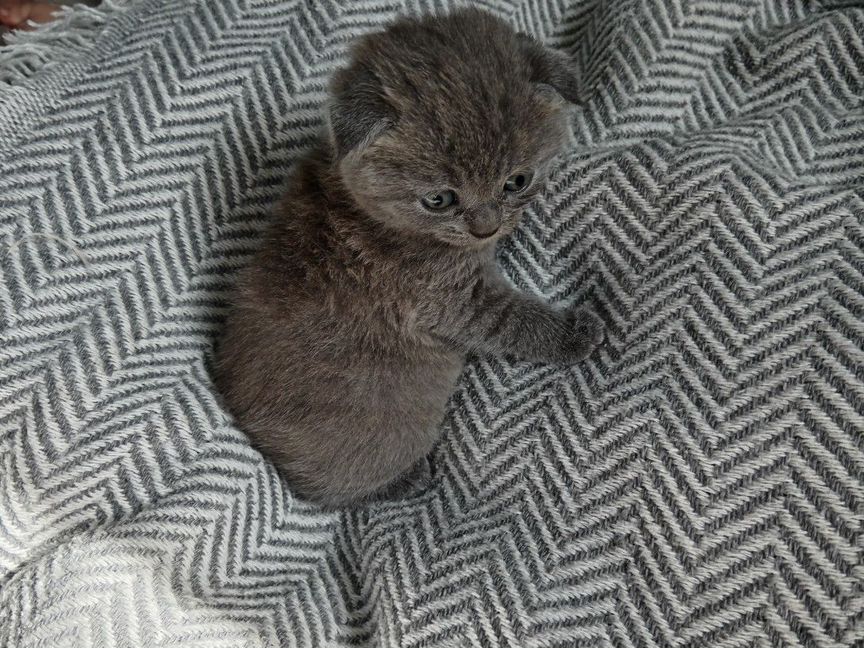 Шотландские котята