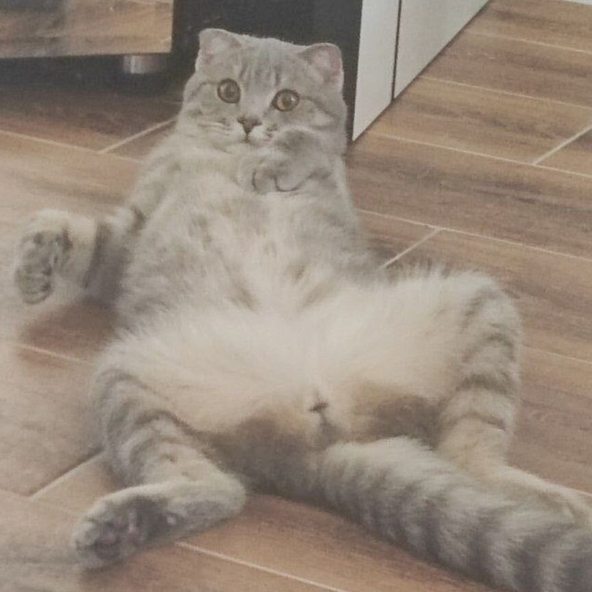 Шотландские Кот 10 мес