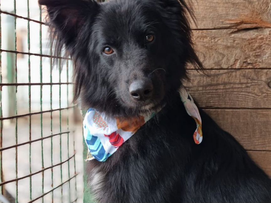 Славная молодая собака из приюта бесплатно