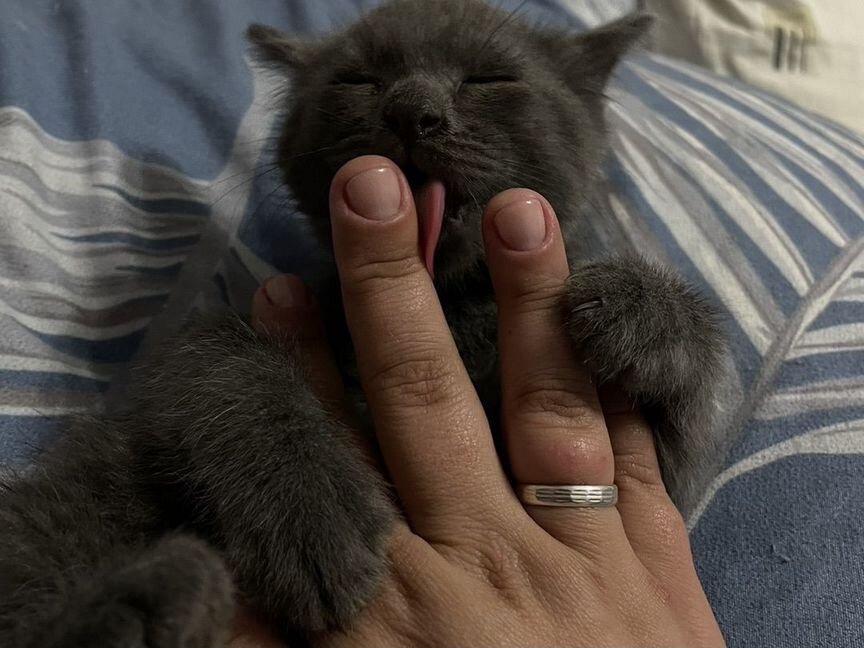 Котенок в добрые руки