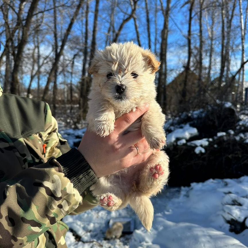 Животные в добрые руки