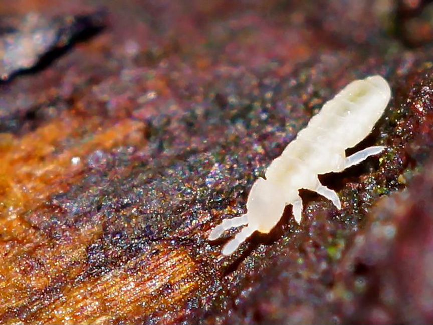 Доставка / Коллембола (Ногохвостка, Collembola)