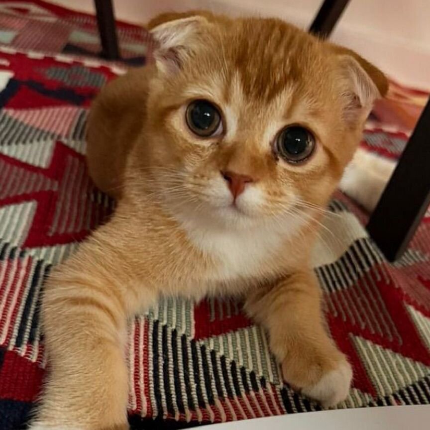 Шотландский вислоухий короткошёрстный котёнок
