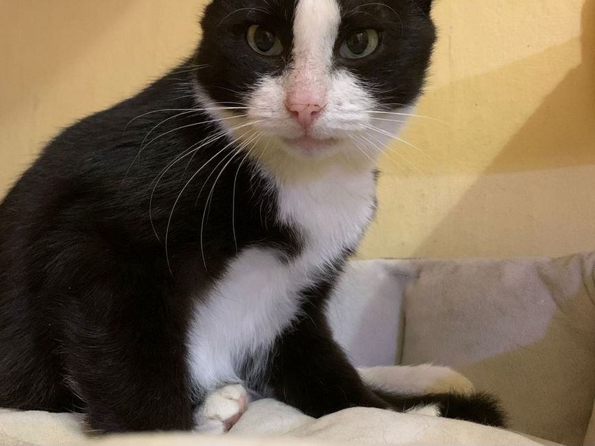 Кошки в добрые руки