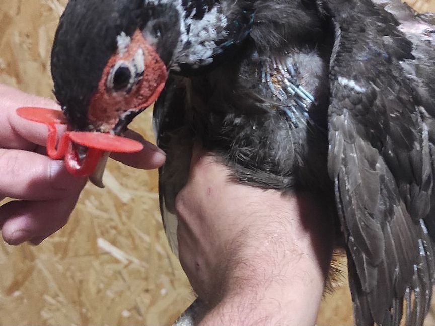 Продажа фазанов