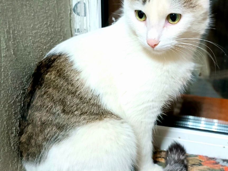 Кот в добрые руки