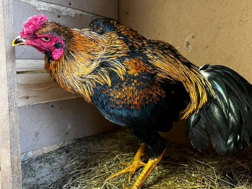 Бойцовые петухи