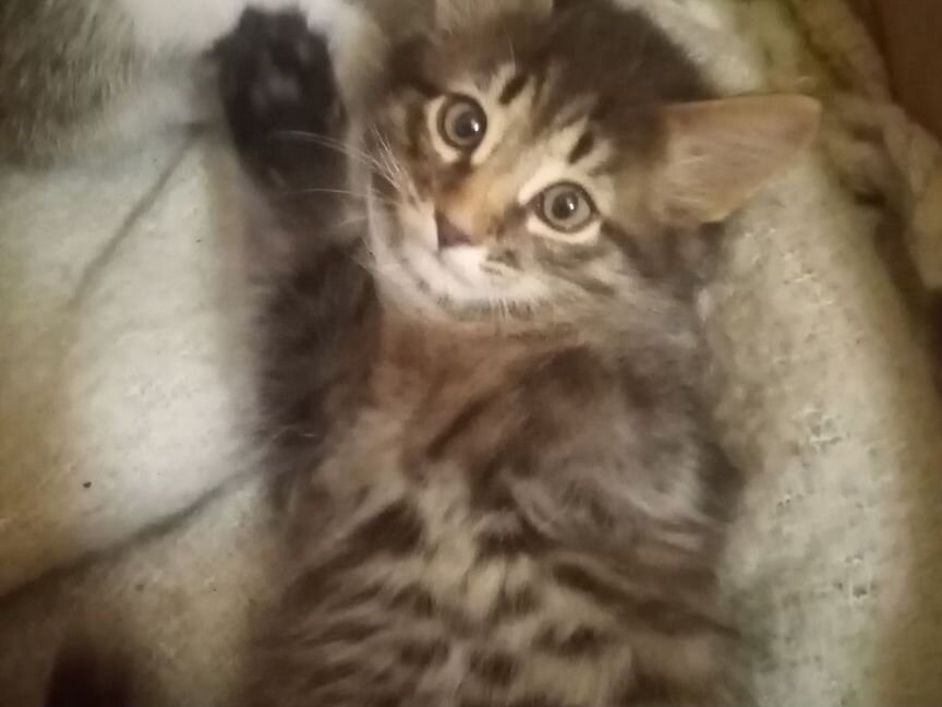 Котята в добрые руки