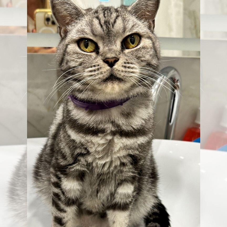 Шотландская кошка в добрые руки