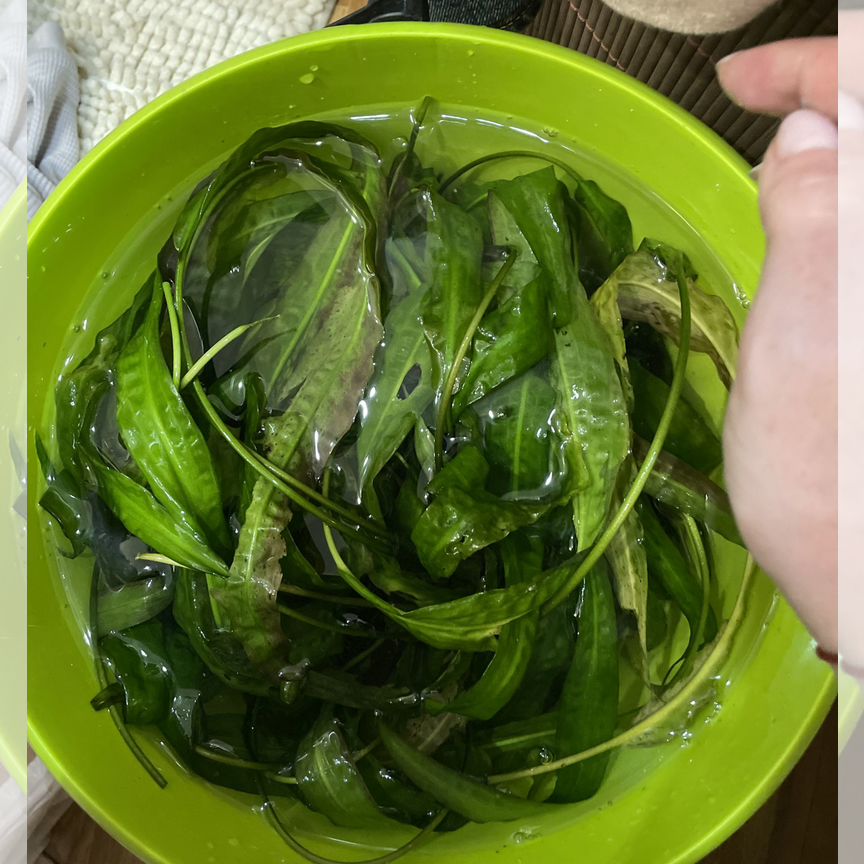 Аквариумное растение