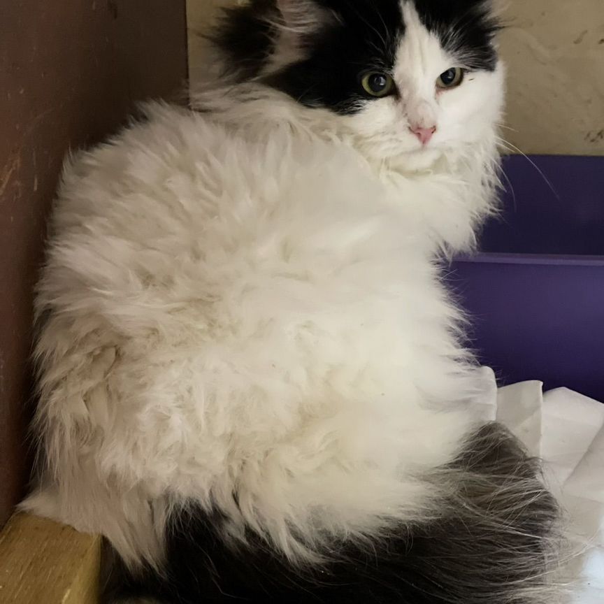 Котенок ищет дом