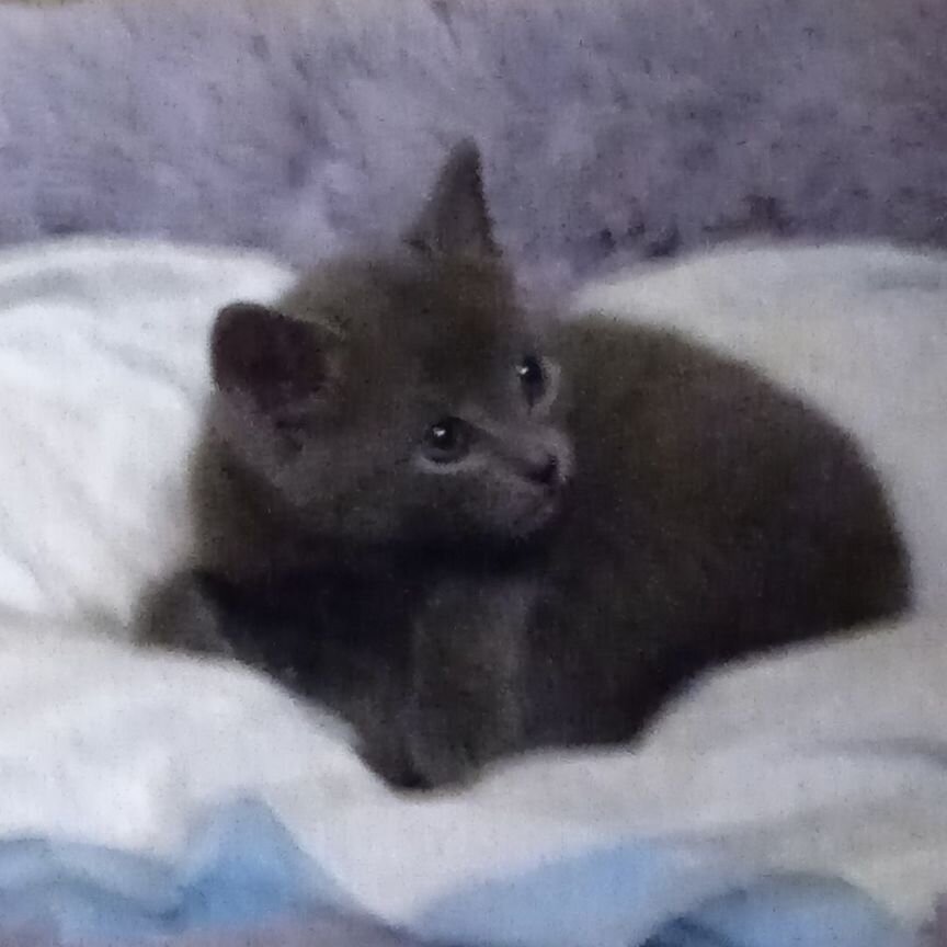 Котята русская голубая