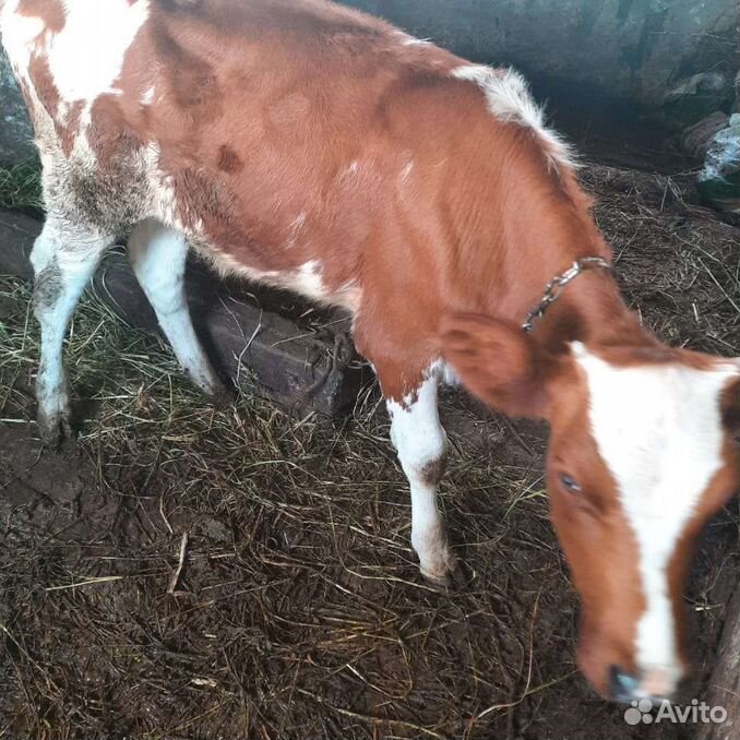 Телочка айширская