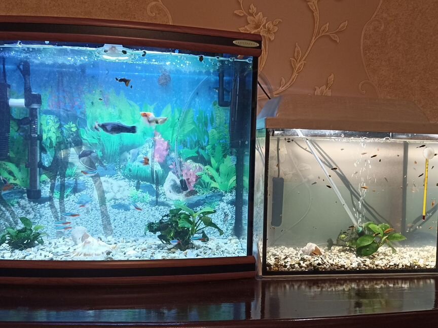 Аквариум