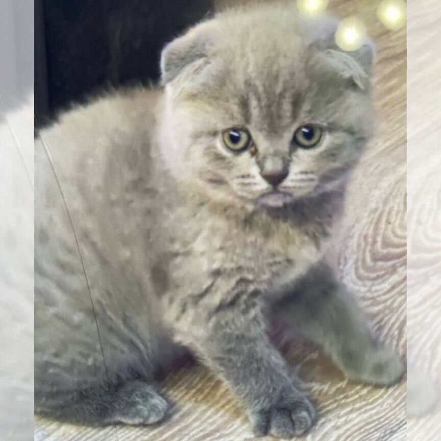 Британский короткошёрстный котёнок