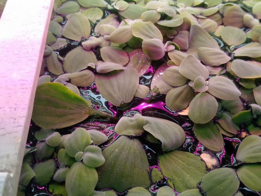 Пистия для аквариума