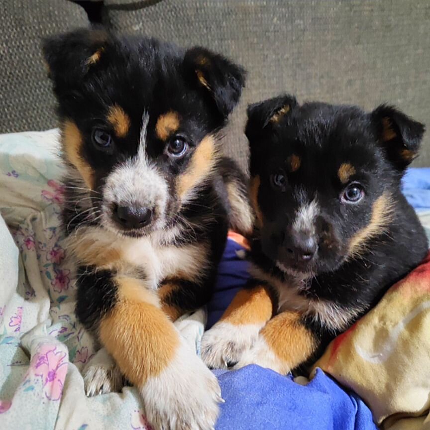 Охранники в добрые руки