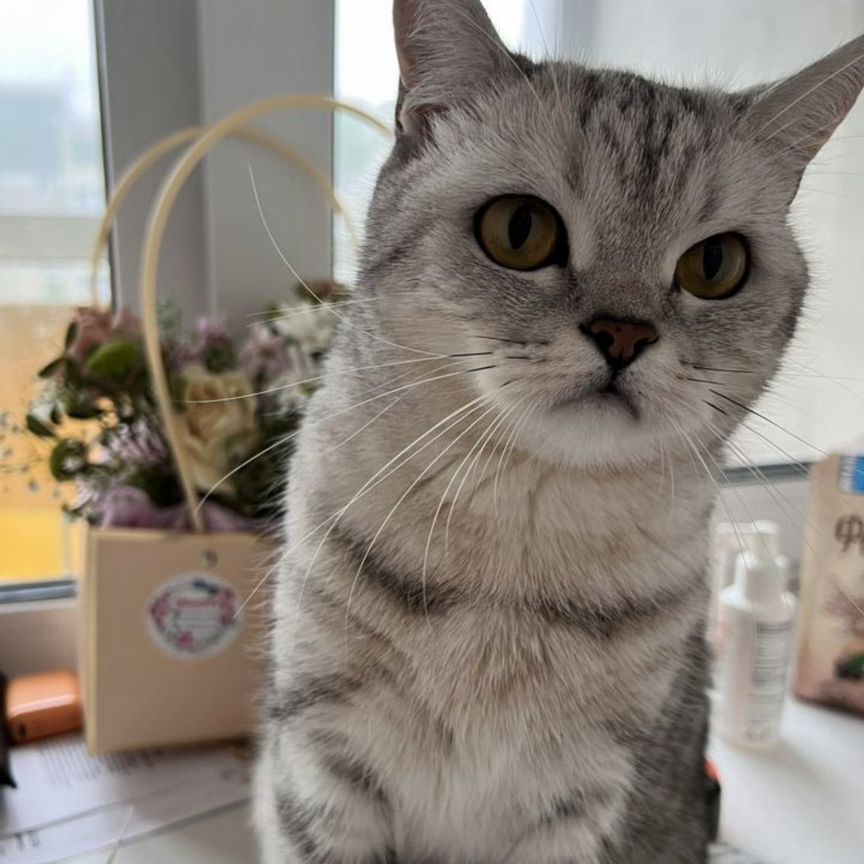 Кошка в добрые руки