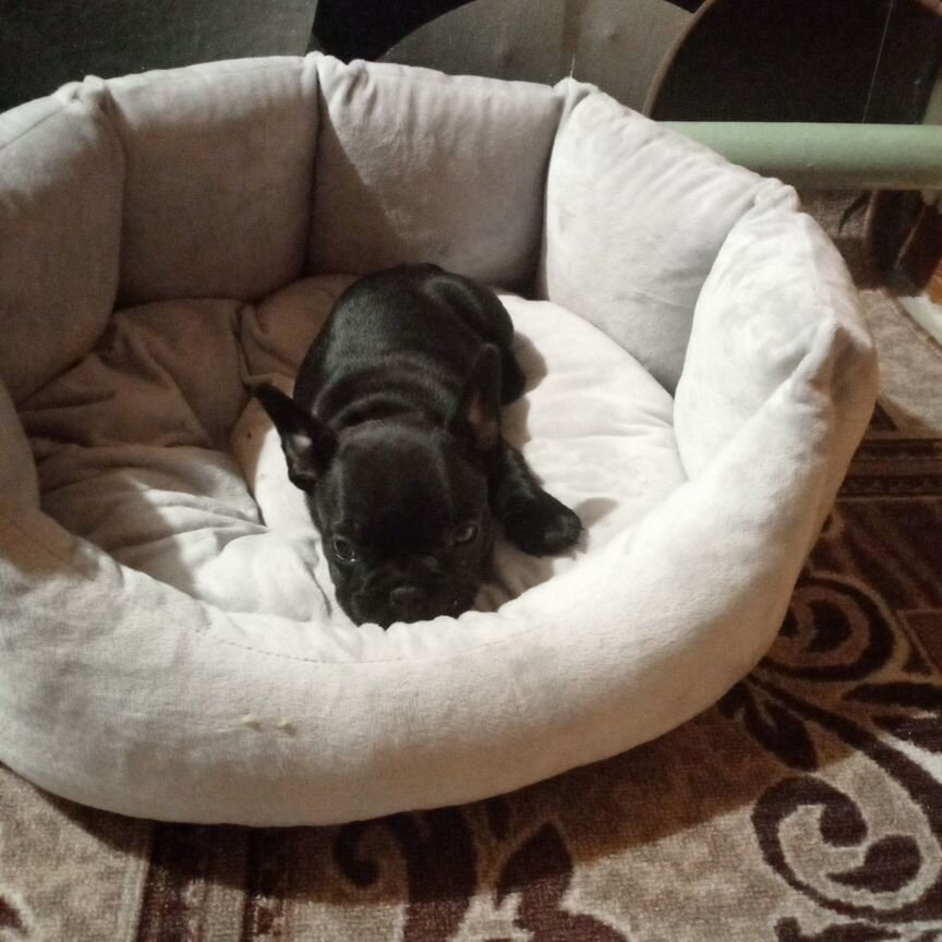 Французский бульдог щенки девочка