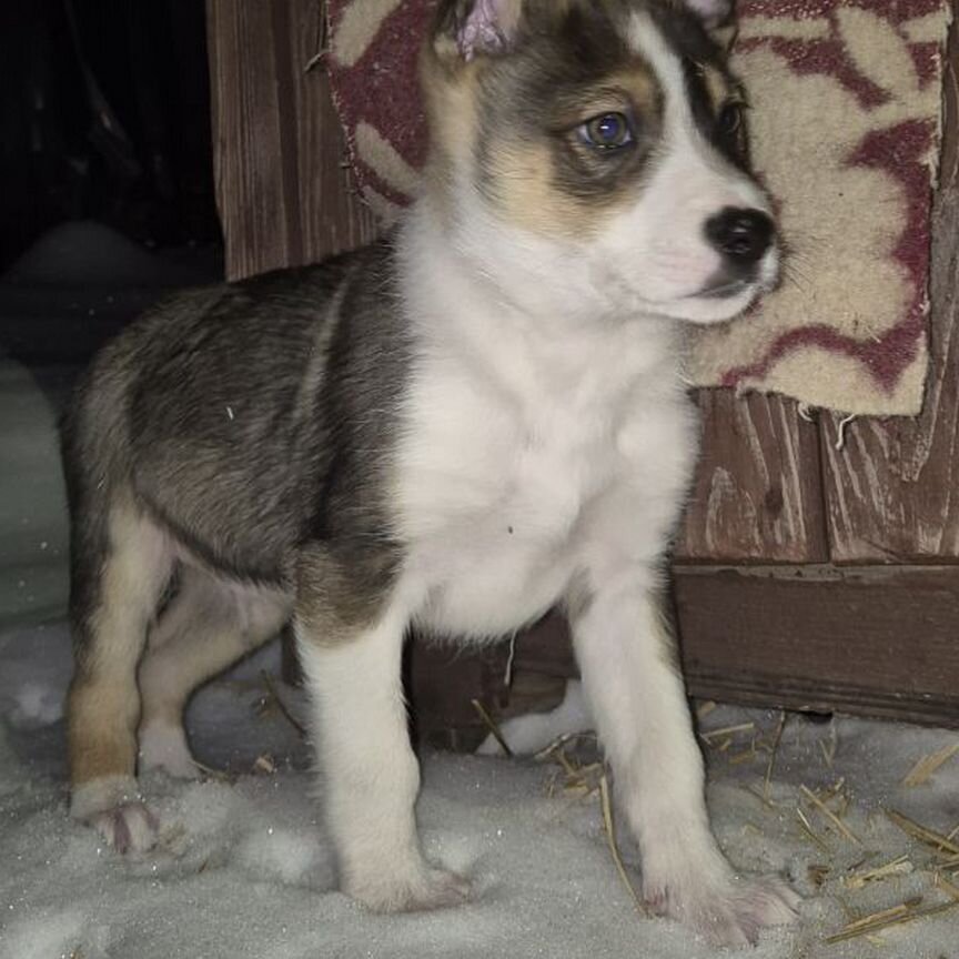 Щенок в добрые руки