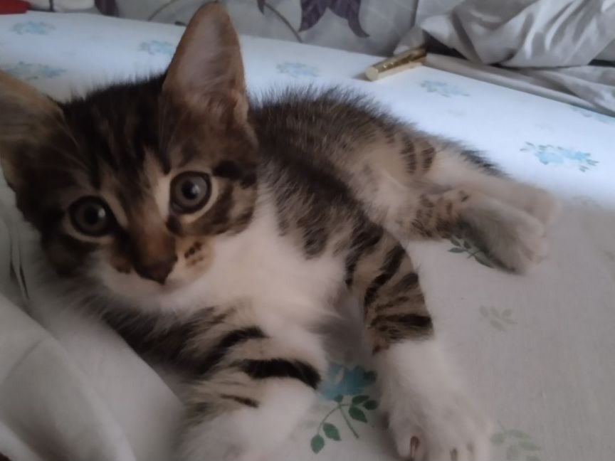 Отдам котят Бесплатно