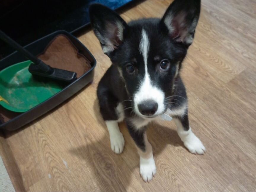 Щенок в добрые руки бесплатно