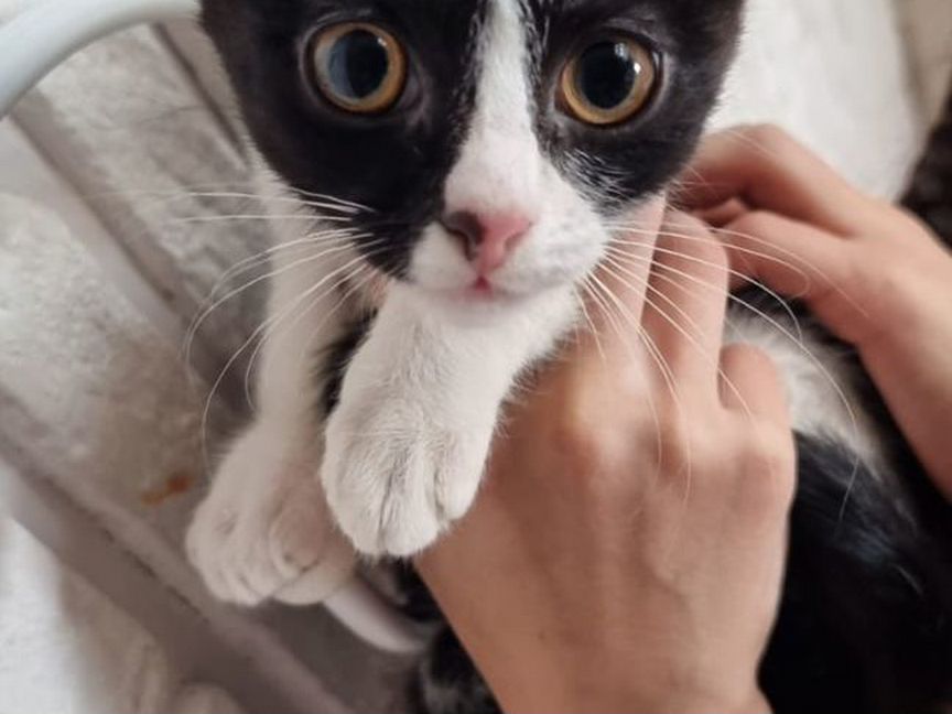 Чудесные и ласковые котята ищут дом