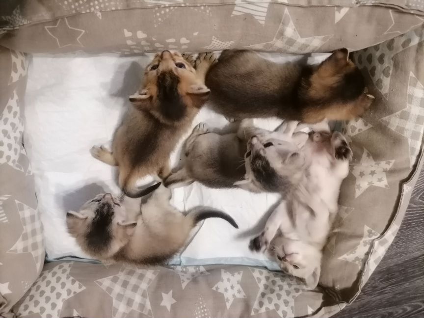 Абиссинские котята