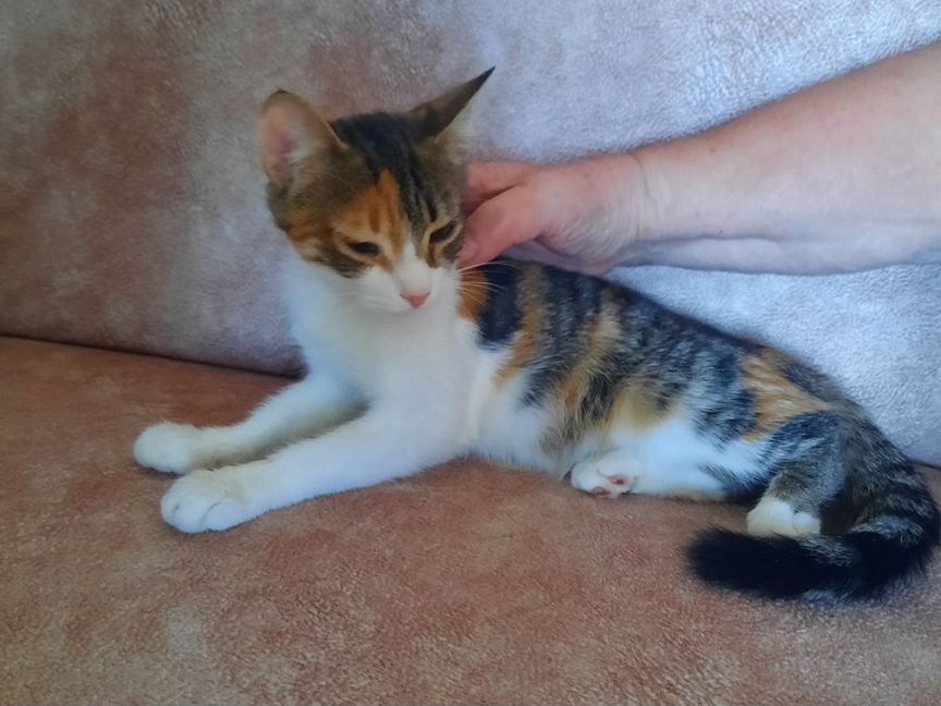 Рози ищет дом