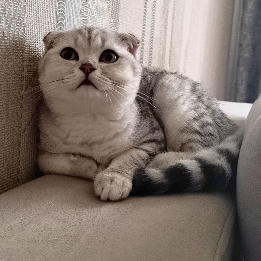 Шотландская