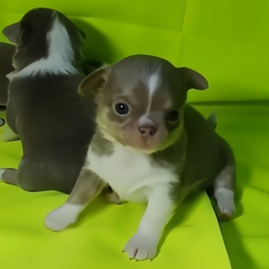 Чихуахуа, щенок