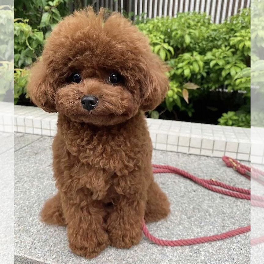 Той-пудель, щенок